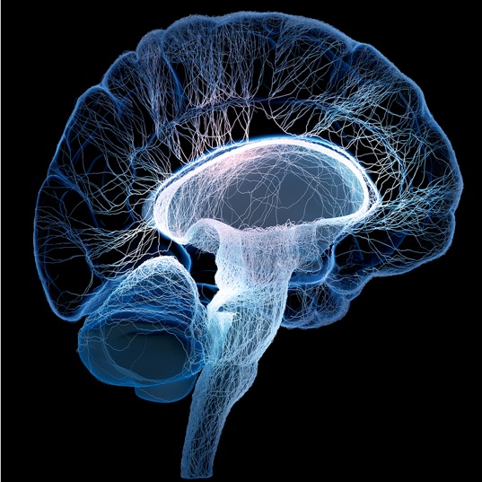 Discussion on brain and AI